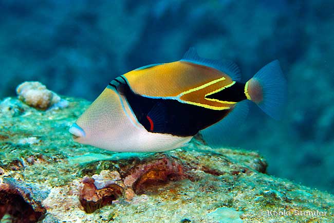 Discover The Shy Hawaii State Fish: Humuhumunukunukuapuaʻa